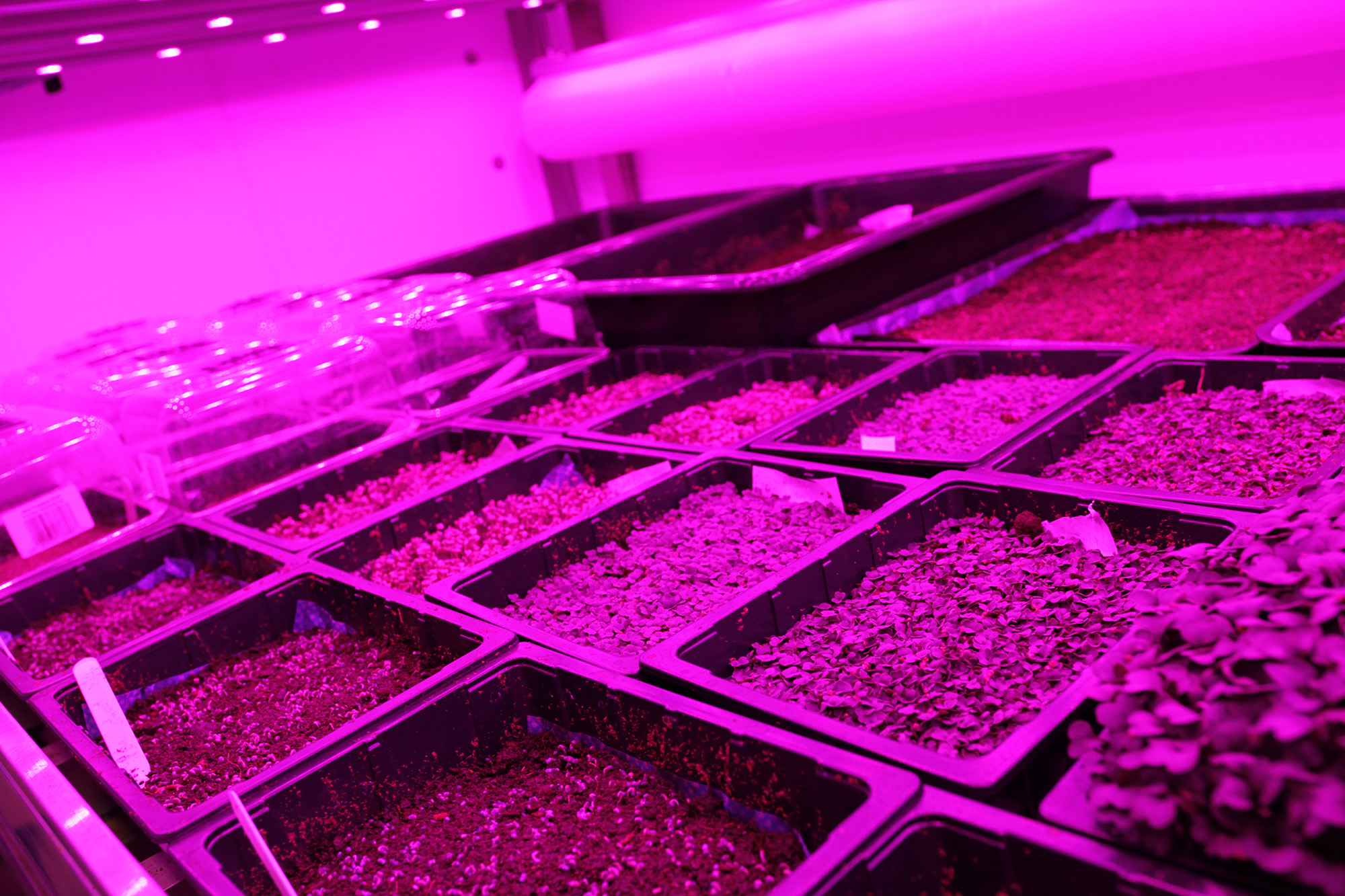 Lancing College Pupils Try Home-Grown Salad From New Hydroponic Farm ...